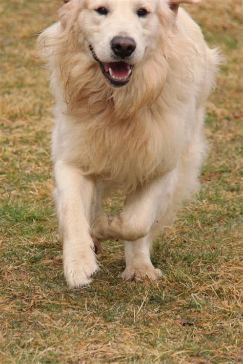 Dog in action · Pexels