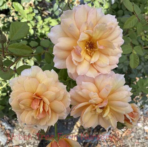 Rosa 'Grace' | Urban Tree Farm Nursery