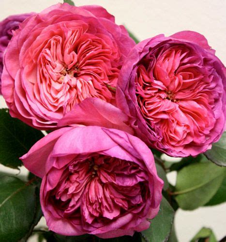 BARONESSE (Баронесса) | Rose varieties, Pink garden, Beautiful flowers