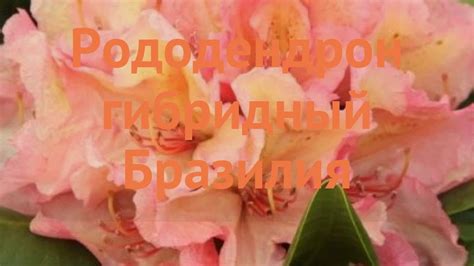 Рододендрон гибридный Бразилия 🌿 обзор: как сажать, саженцы ...