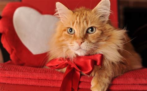 С днем рождения с рыжим котом - фото и картинки abrakadabra.fun