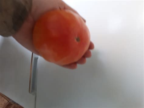 Томат Вифлеемский огонь: описание сорта, отзывы, фото | tomatland.ru