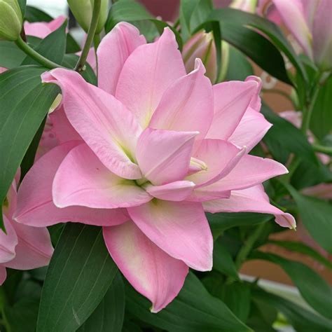 Lilium Roselily Editha | Pro 5 Stück blumenzwiebeln kaufen