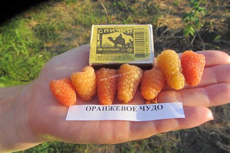 Малина Оранжевое чудо