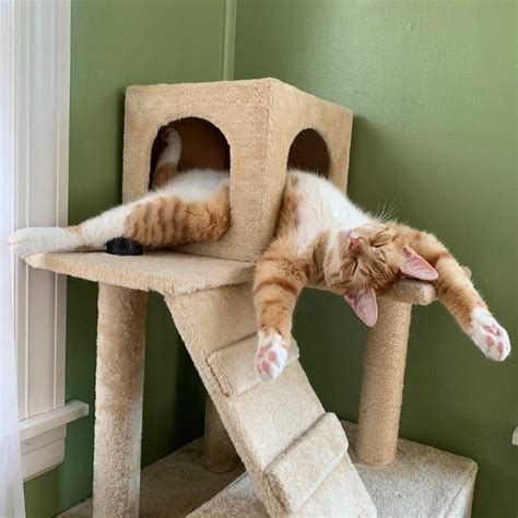 the most relaxed cat in history #Pictures | Crazy cats, Cute cats and ...