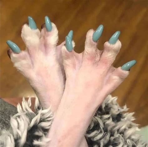 Pin by Екатерина on Ногти | Cute hairless cat, Sphynx, Sphynx cat clothes