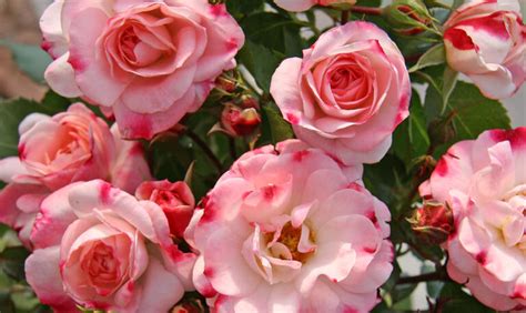 Strauchrose ‘Rosenstadt Freising’ - Mein schöner Garten