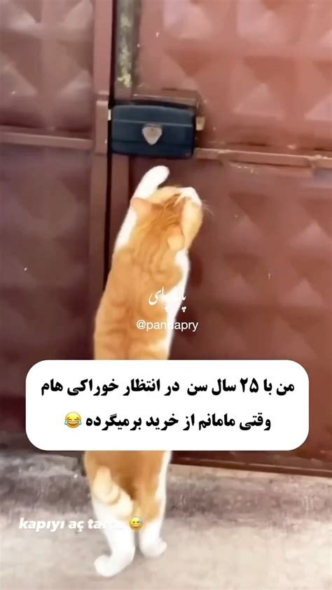 pandapry@instagram on Pinno: کیا اینجورین؟ بابا مستقل شین دیگه😂😁 @pan...