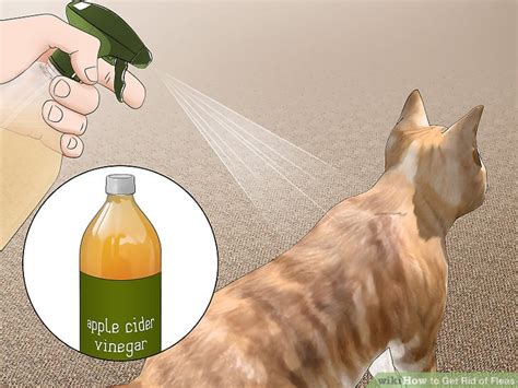 How To Get Rid Of Fleas On Cats With Dawn : A large flea infestation can quickly make them ...
