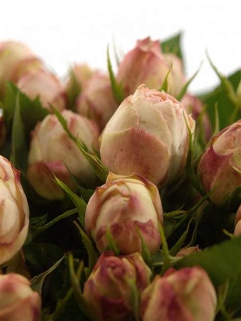 Заказать Rosa tros Lovely Rokoko с доставкой - Bloom.by