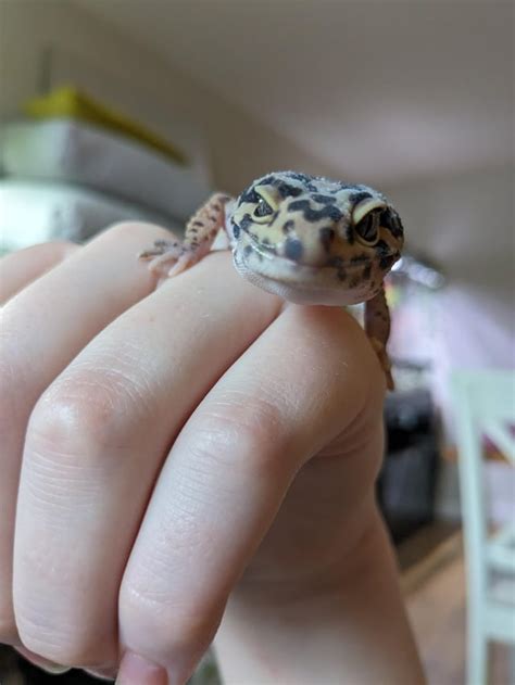 Anybody know what morph this is?? : r/leopardgeckos