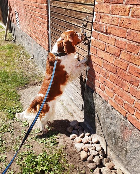 Nosework – Sunne Brukshundklubb