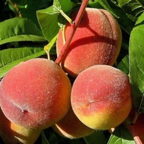 Саженцы плодовых деревьев и кустарников купить в Минске: лучшие сорта ...