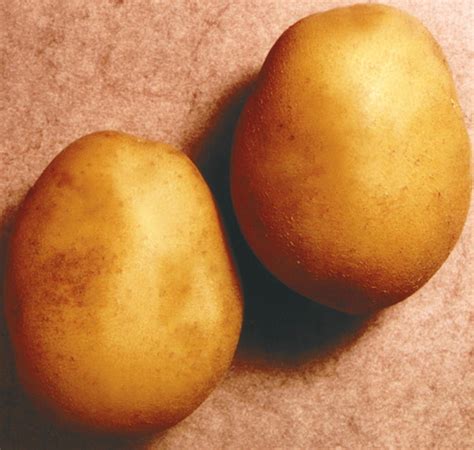 Пирол НН | Норика България