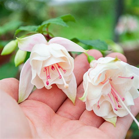 Fuchsia 'Annabel' plants