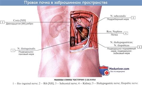 Анатомия: Мочеполовая система, systema urogenitale. Мочевые органы ...