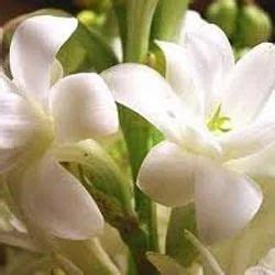 Tuberose Oil (Tuberose Absolute) at best price in New Delhi by India ...