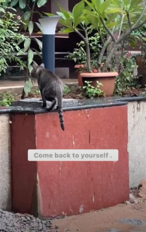 Cats | nature | indi street in 2024 | Funny animal videos, Animal ...