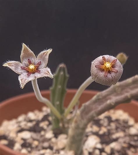 Stapelia erectiflora | Marianne Schwartz | Flickr