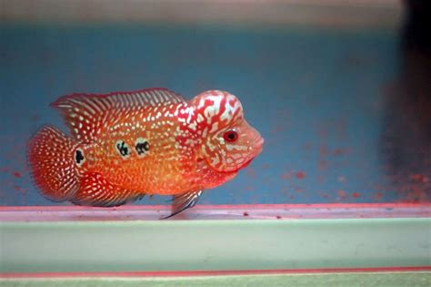 фотография - Американские цихлиды - Форум Cichlids.RU