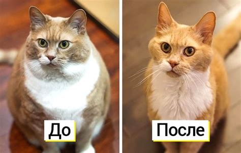 20 перекормленных кошек, которые круто похудели, благодаря диете и ...