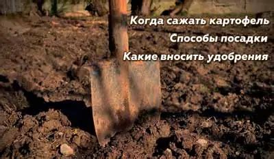 Секреты выращивания картофеля на приусадебном участке