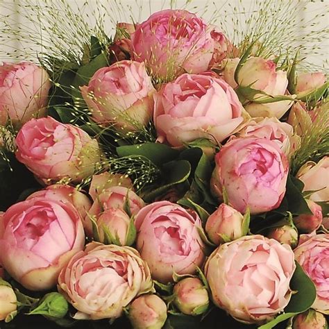 Роза Lovely Rokoko - Rosen Tantau (Германия) - купить online | Магазин ...