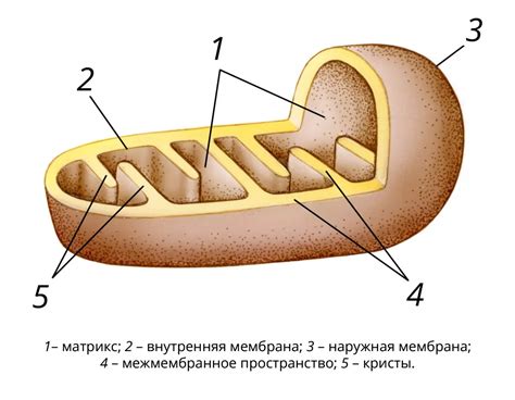 Митохондрия. Большая российская энциклопедия