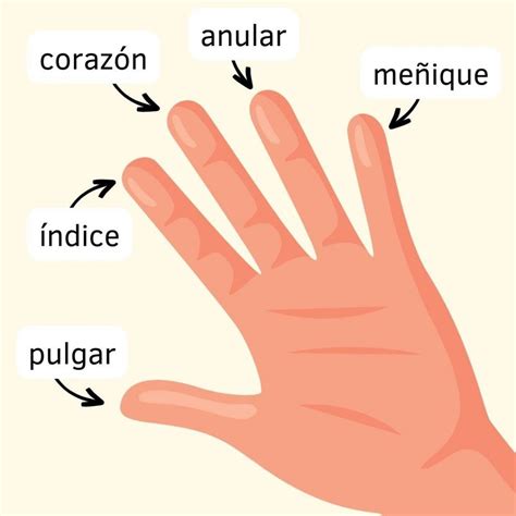 Nombre De Las Partes De Las Manos - Image to u