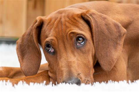 How to Keep Your Dog Healthy - Iron Doggy™