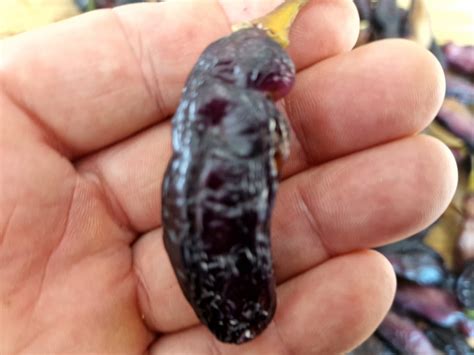 Pimenta da Neyde Chilli Seeds - Pimenta de Neyde Pepper Seeds
