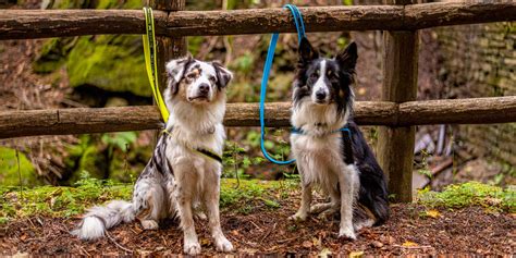 Pet Supplies Pet Accessories: visit our online shop | Ferplast