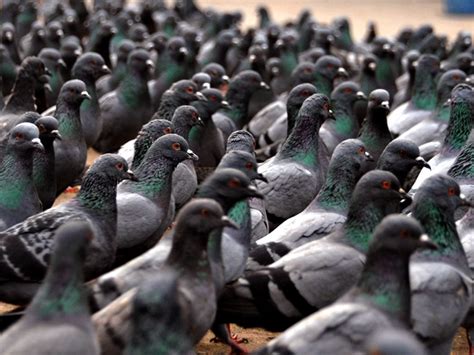 Pigeon Patrol, bird control, bird netting, spikes, bird deterrent, bird ...
