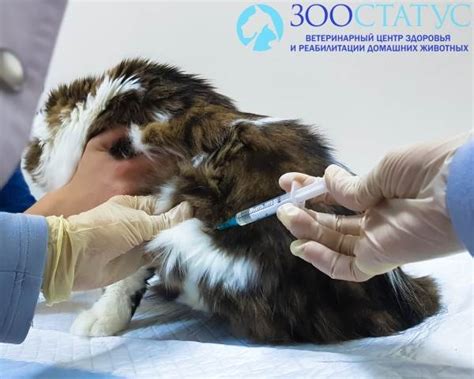 Стерилизация кошек уколом - Уколы для кошек вместо стерилизации