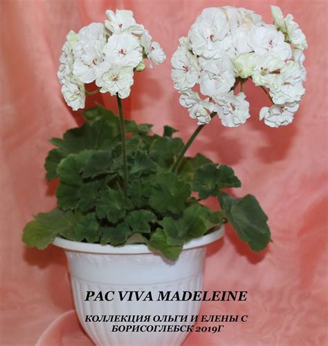 Пеларгония ПАК Вива Маделина (PAC Viva Madeleine) — описание, фото и ...