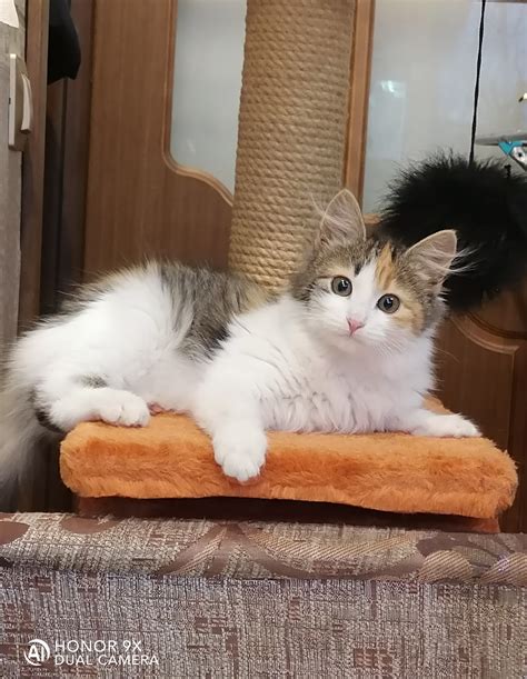 Котёнок Алиса | Пикабу
