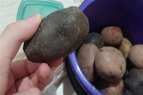 Чёрная картошка и её полезные свойства, фото