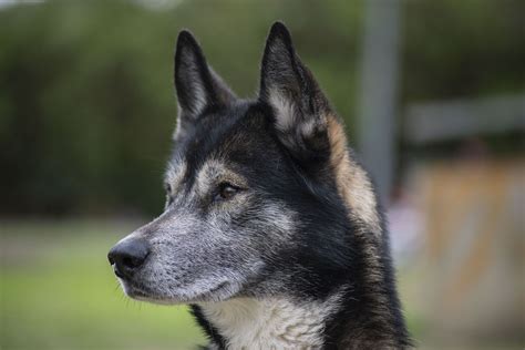 Siberian | JuzaPhoto