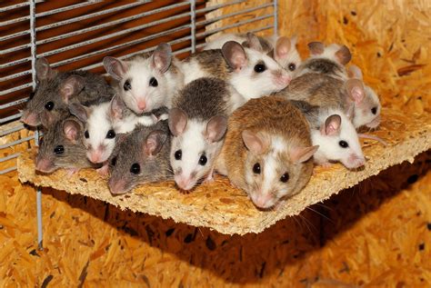 A group of mice on a piece of wood image - Free stock photo - Public ...