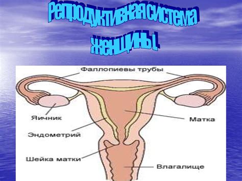Репродуктивная система женщины - презентация онлайн