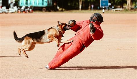 Dog Trainer Job Description, Duties, Skills & Career Path | Jinn