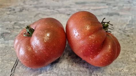 2383А- Kozula 20/1 / Козула 20/1 | Tomatoeden