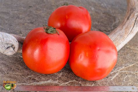 Tomate Siberian miracle , Sibirskoe chudo ,Сибирское Чудо | Semences