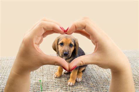 10 Signs That Tell You That You Prefer Pets Over People