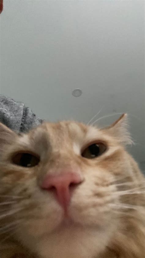 смешной кот