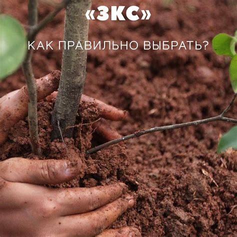 Тепличный комплекс Тульский - Как правильно выбрать саженец с ЗКС ...