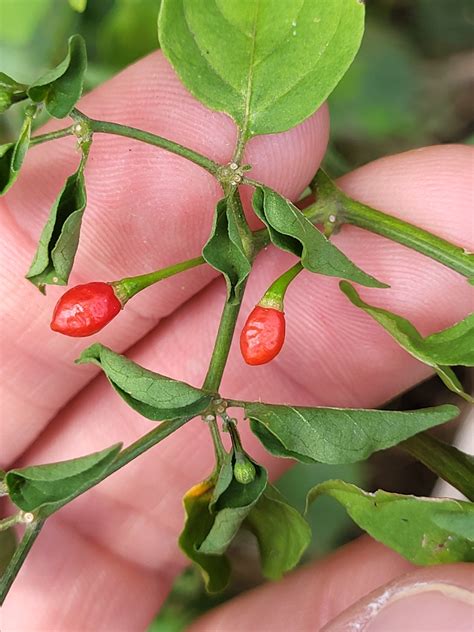 Capsicum annuum L.