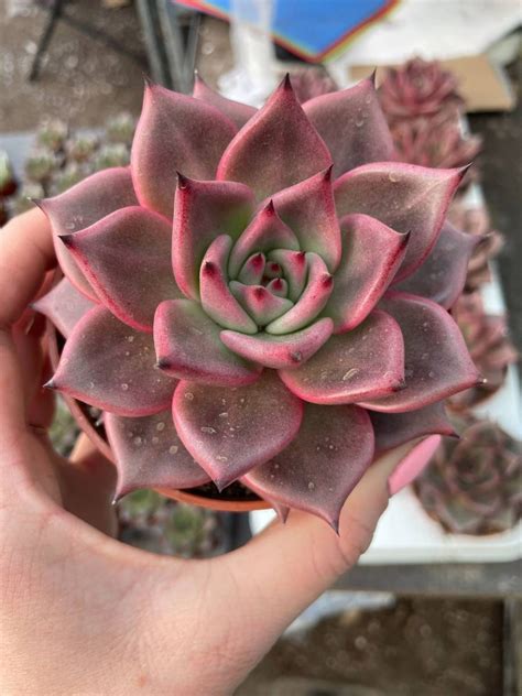 Echeveria agavoides 'Romeo' | Succulents \ Echeveria | Kaktusy ...