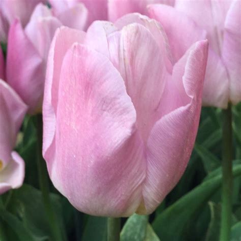 Tulipa 'Candy Prince' - Pheasant Acre Plants