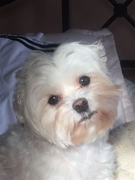 Pin von Diane Palumbo auf My Fuzzy's Board (The World's Cutest Maltese ...